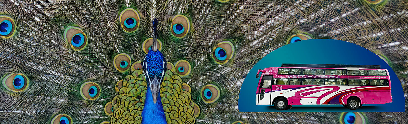 National Travels And Logistics | Bus Booking | Reasonable Bus Tickets